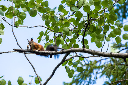 Ecureuil Roux : Sciurus vulgaris | Reportages sportifs