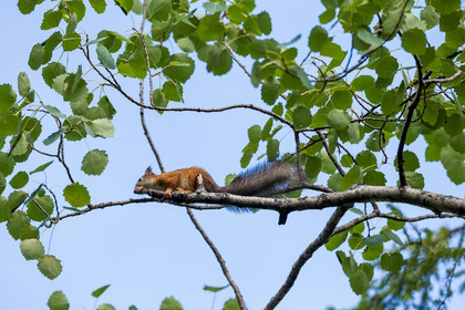 Ecureuil Roux : Sciurus vulgaris | Reportages sportifs