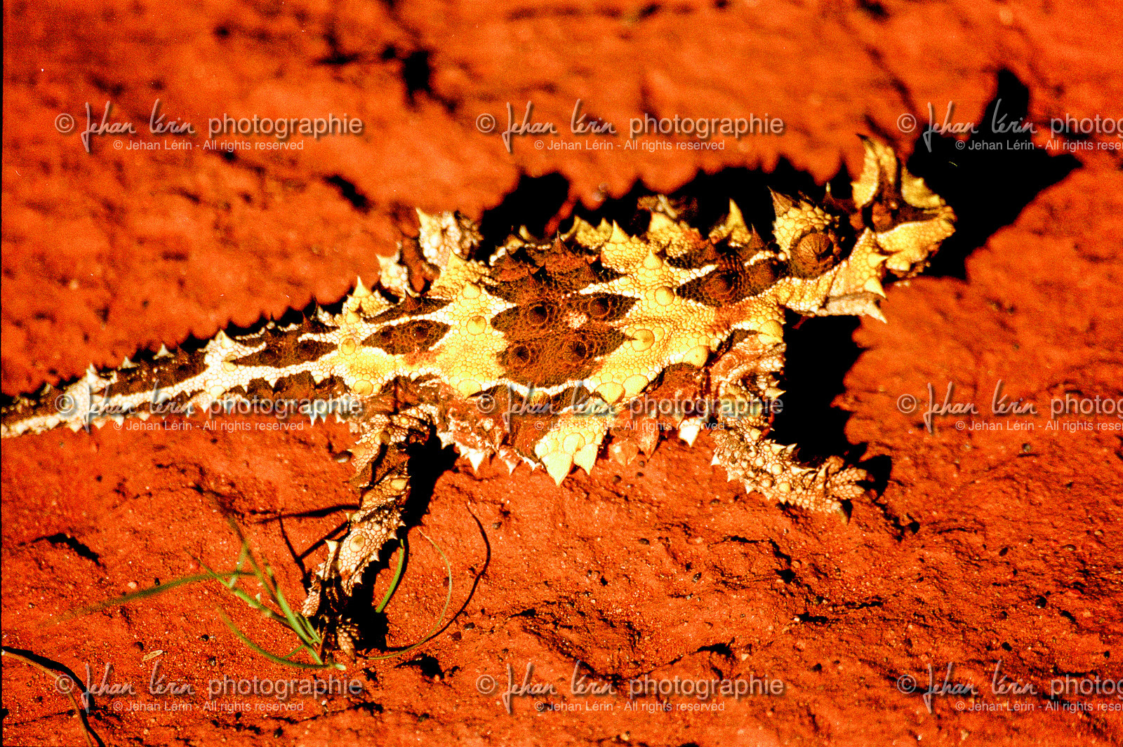 Diable Cornu - Moloch horridus | Jehan Lérin photographie. Reportages ...
